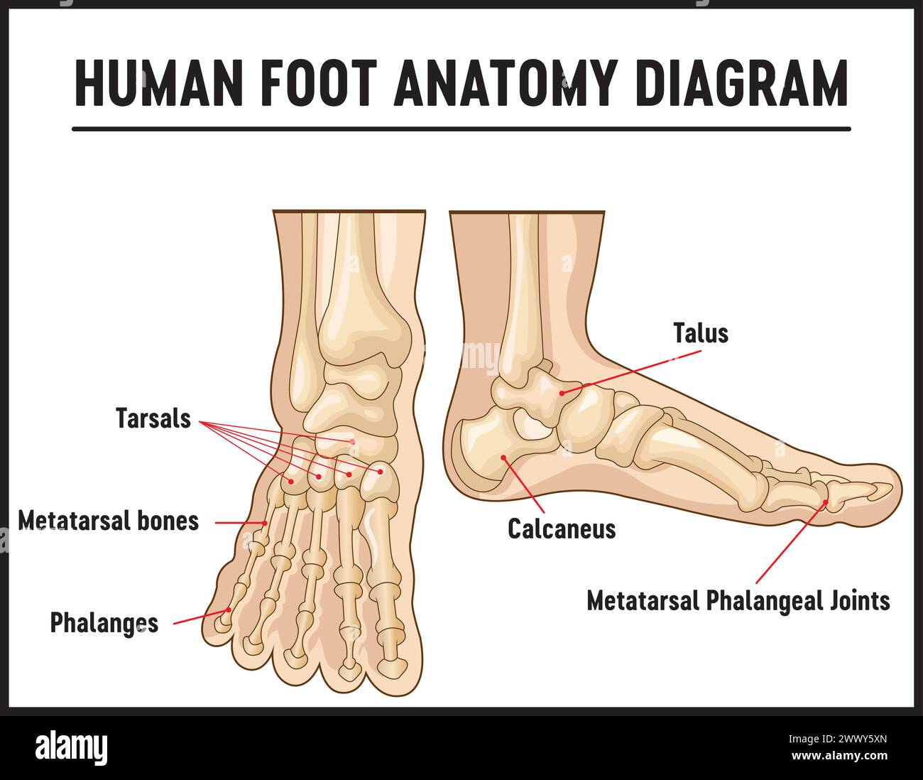 Foot Bones Names