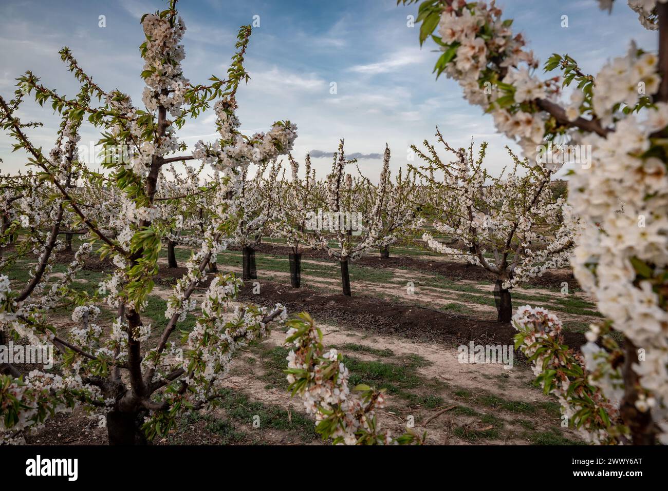 Cherry blossom trees are seen in their final bloom stage in a field of ...