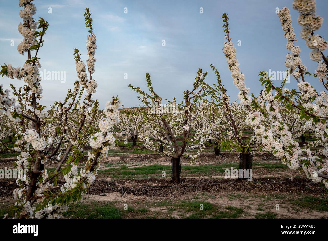 Cherry blossom trees are seen in their final bloom stage in a field of ...