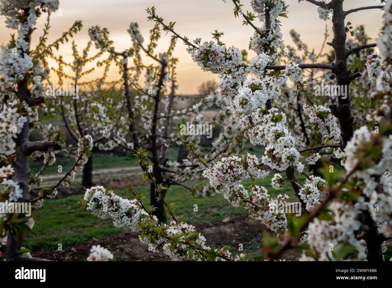 Cherry blossom trees are seen in their final bloom stage in a field of ...