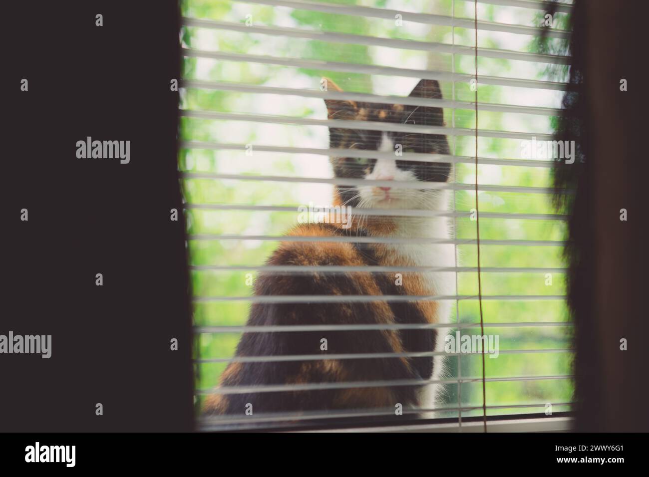 Funny tricolor cat sitting on the windowsill and look out the window ...