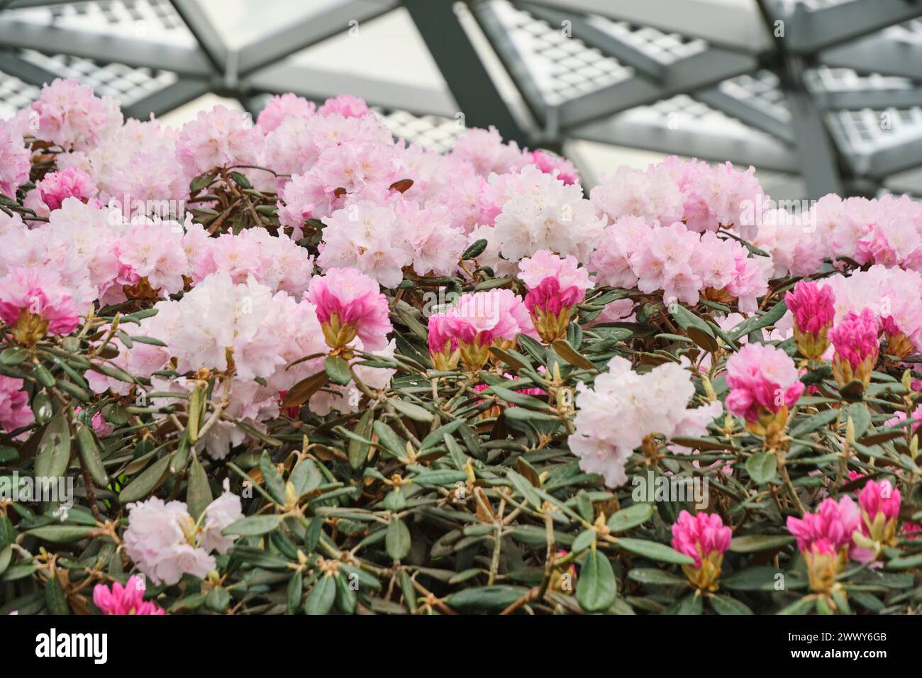 Pink floral structures hi-res stock photography and images - Alamy
