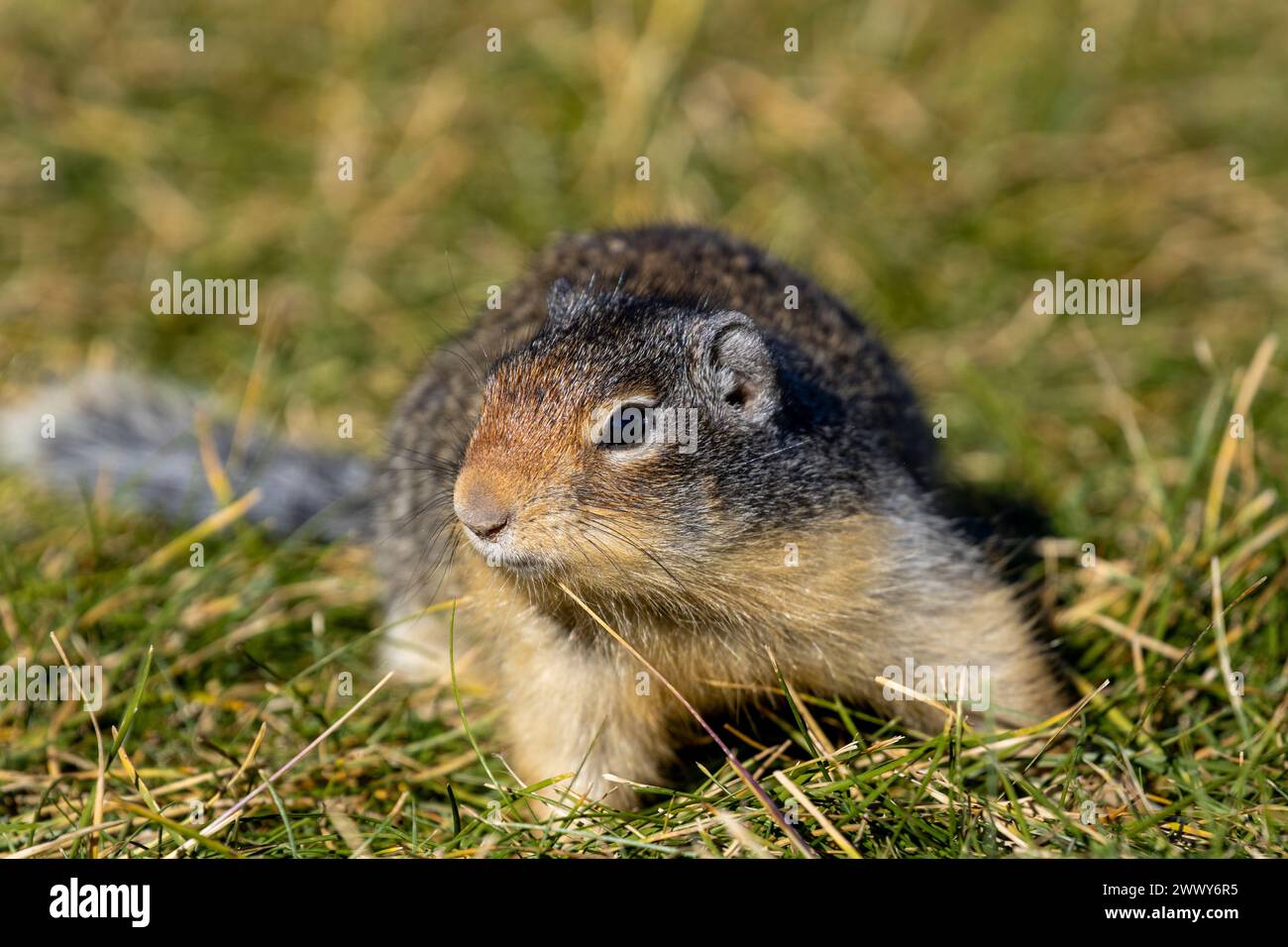 This cute little ground squirrel Stock Photo - Alamy