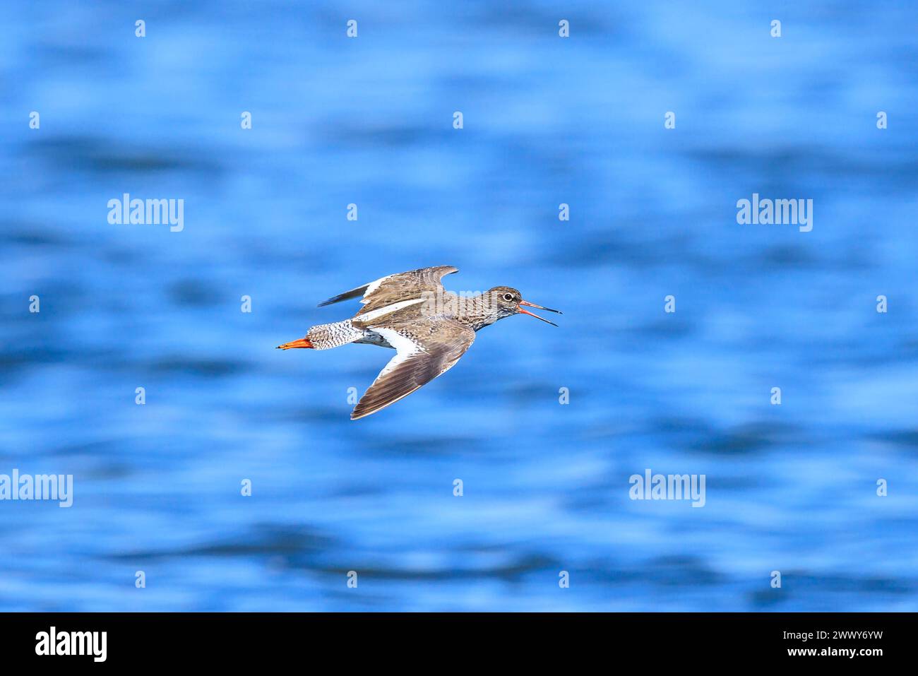 Beautiful common redshank tringa totanus bird flying. These Eurasian ...