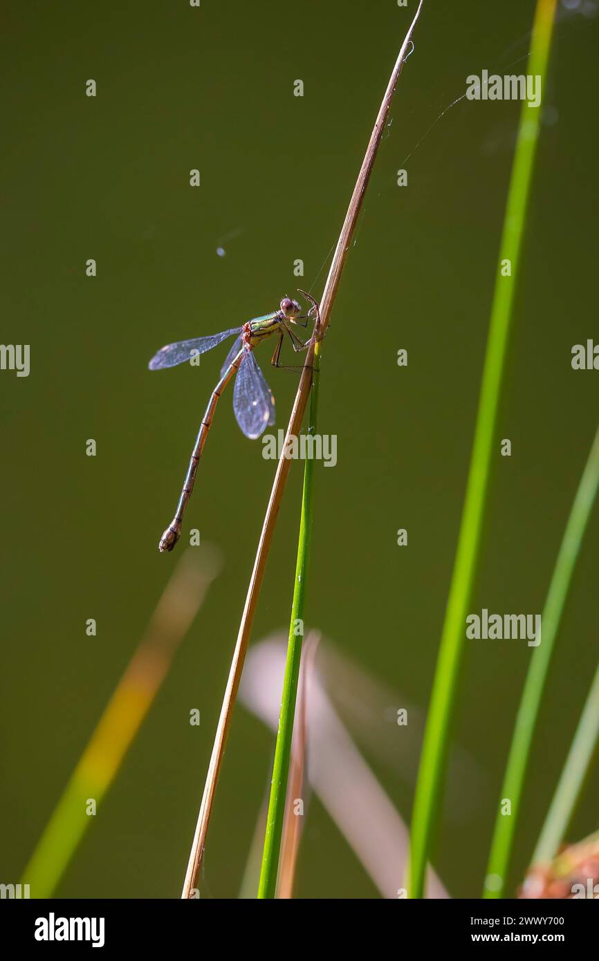 Detail closeup of a western willow emerald damselfly, Chalcolestes ...