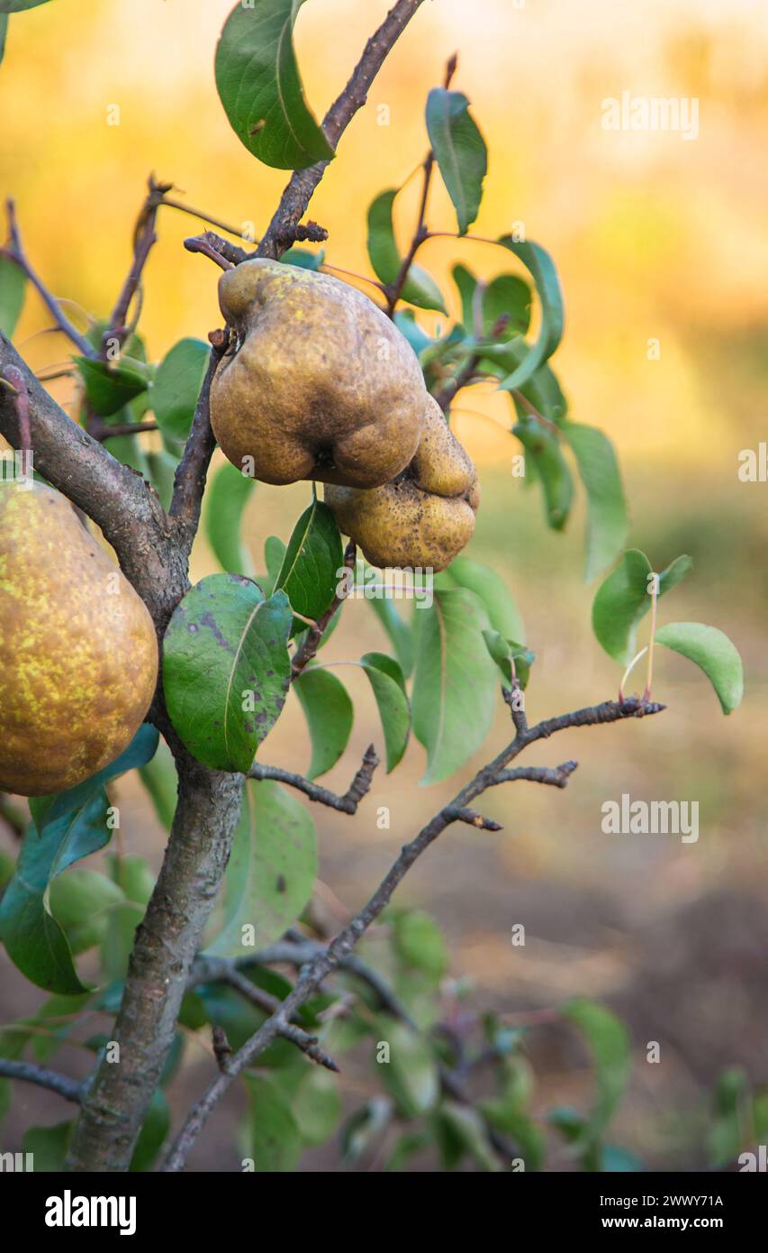 Disease of tree pear fruit. Selective focus Stock Photo - Alamy