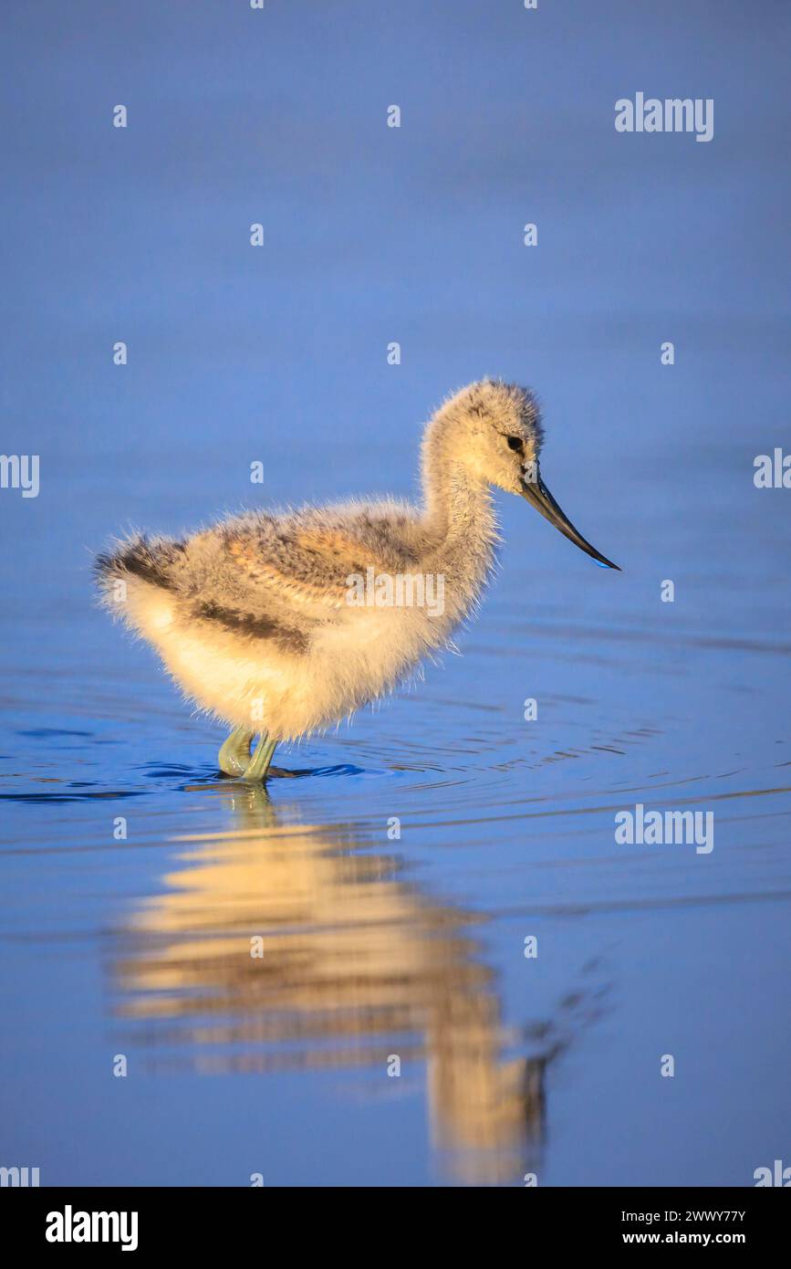 Pied Avocet Recurvirostra avosetta wader bird chick foraging in water ...