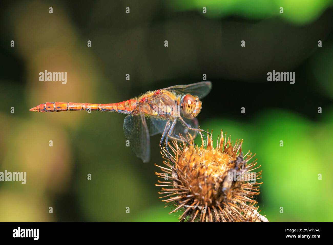 View of a common Darter, Sympetrum striolatum, male dragonfly with wings spread he is drying his ...