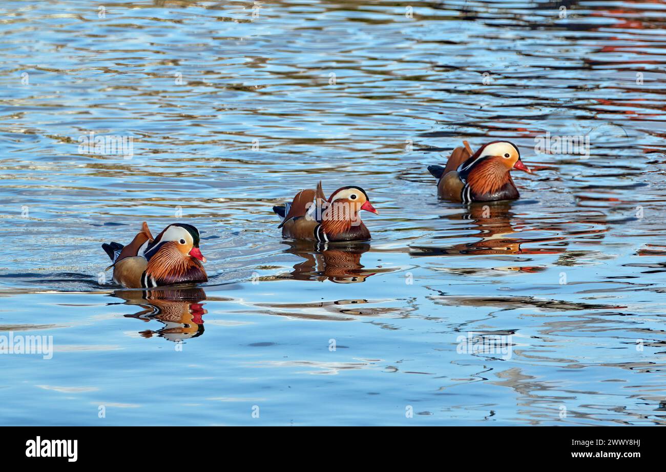 Three Mandarin ducks on the River Thames. West Molesey, Surrey, England ...