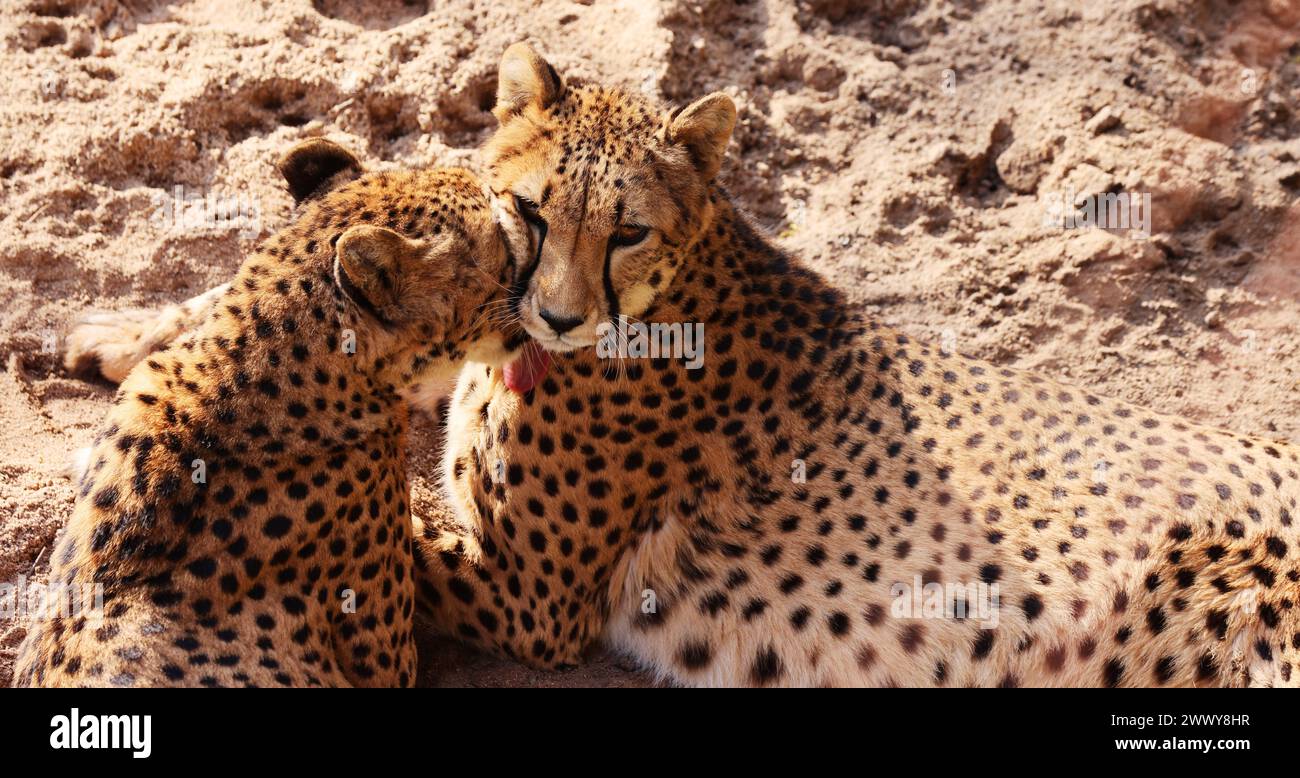 Nürnberg, Cheetah, Tiergarten, Love, Kiss, Zoo, Bayern, Nürnberg Zoo, Leopard, Gepard, Raubkatze ...