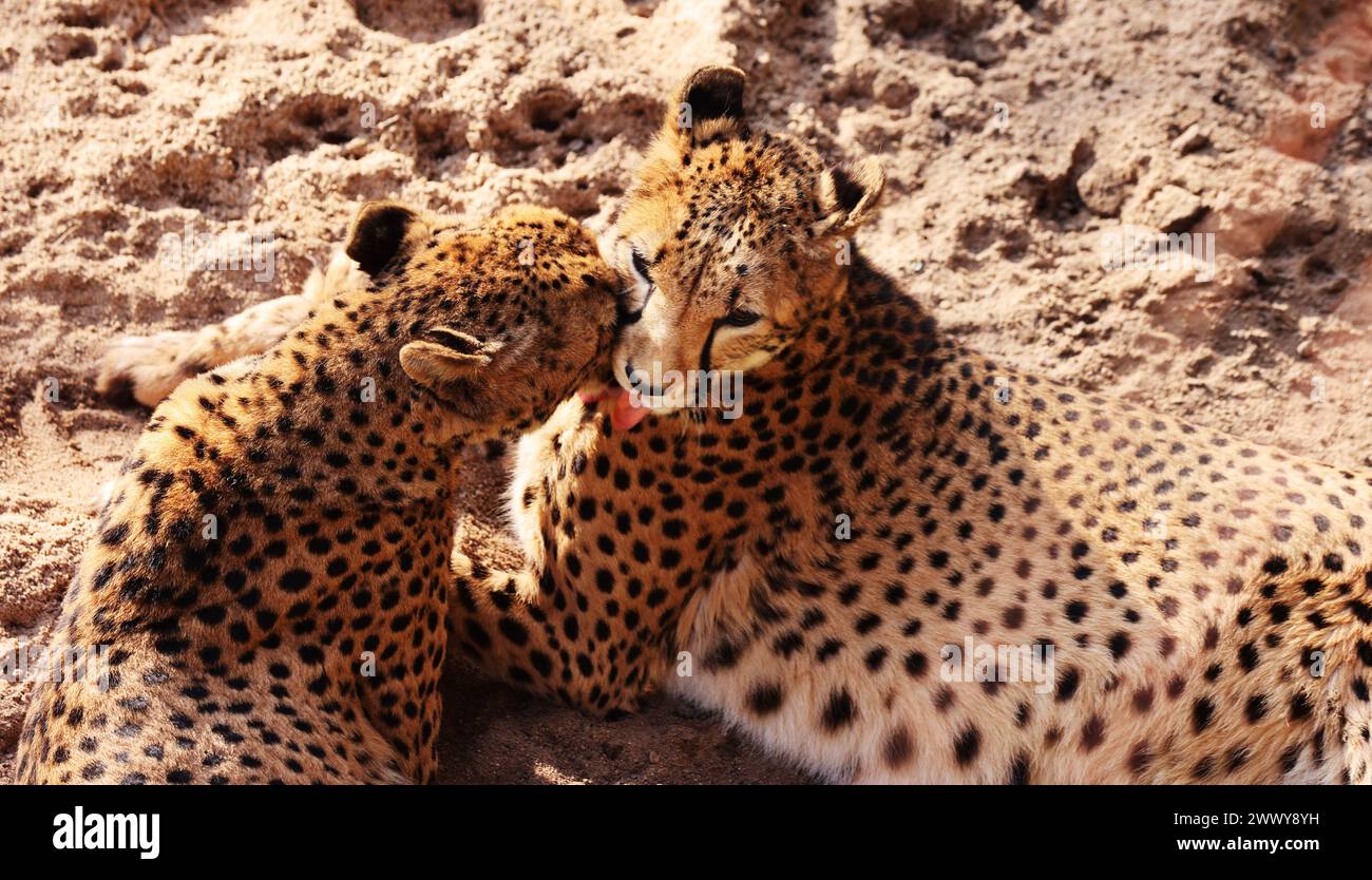 Nürnberg, Cheetah, Tiergarten, Love, Kiss, Zoo, Bayern, Nürnberg Zoo, Leopard, Gepard, Raubkatze ...