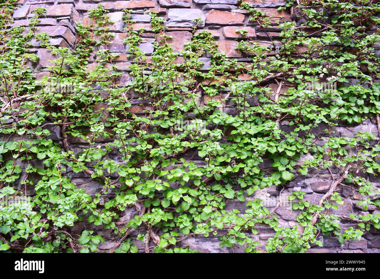 creeper plants on a wall Stock Photo - Alamy