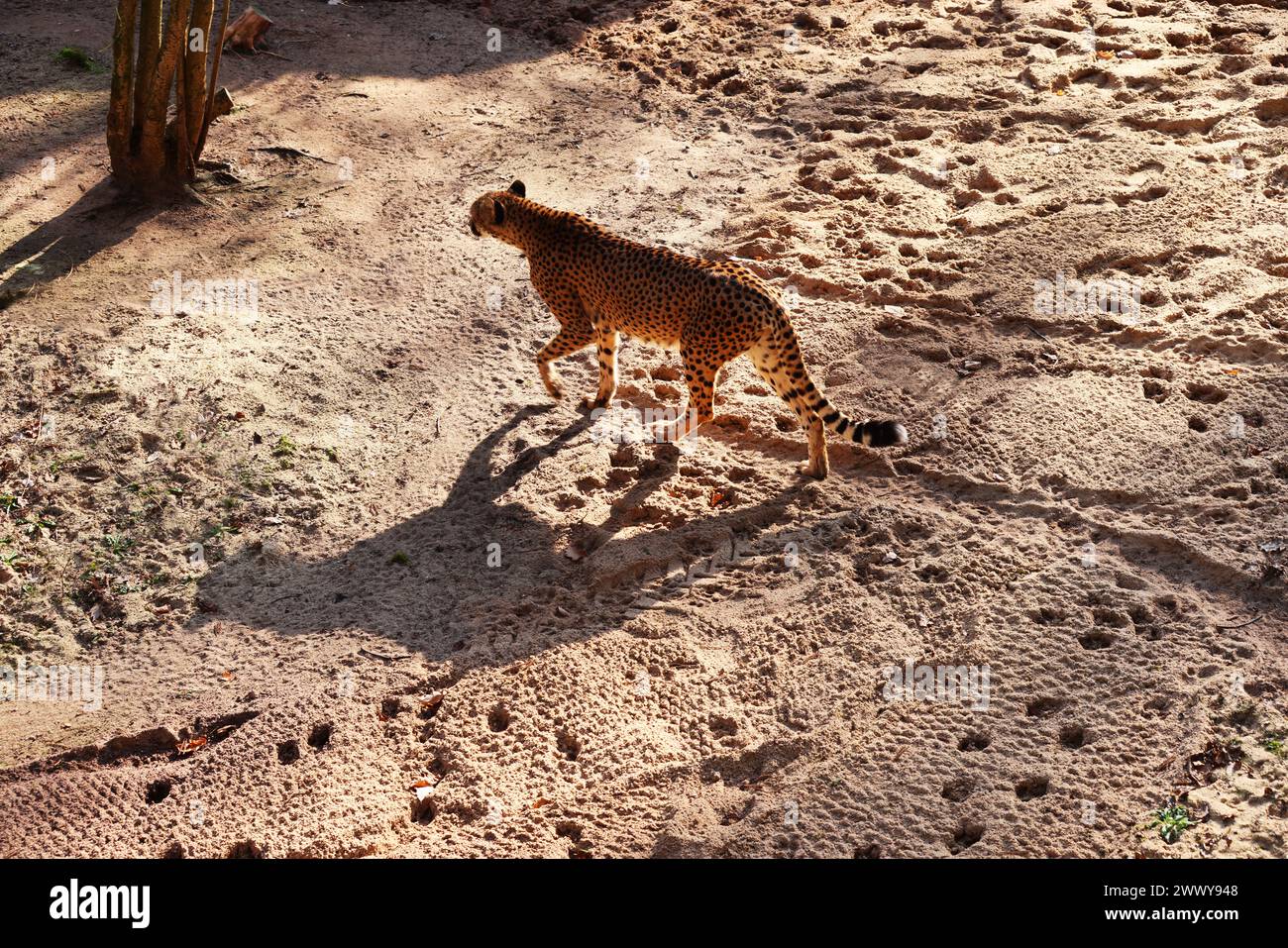 Nürnberg, Cheetah, Tiergarten, Zoo, Bayern, Nürnberg Zoo, Leopard, Gepard, Raubkatze, Raubkatzen ...