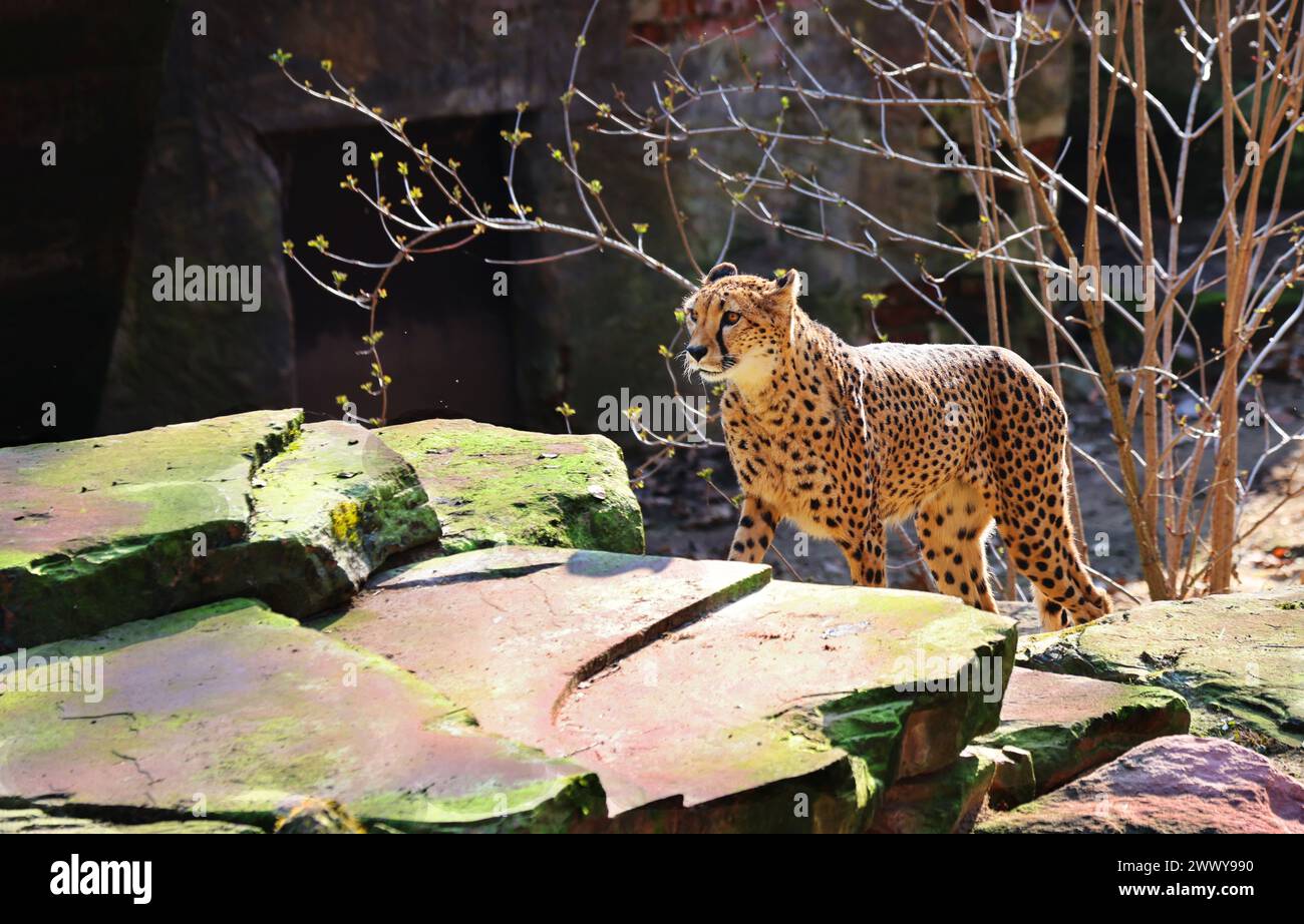 Nürnberg, Cheetah, Tiergarten, Zoo, Bayern, Nürnberg Zoo, Leopard ...