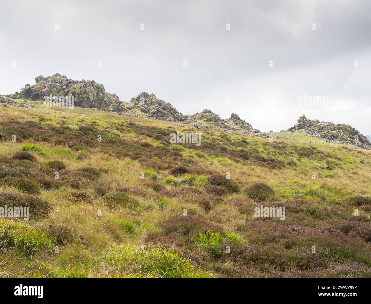 Peselis hi-res stock photography and images - Alamy