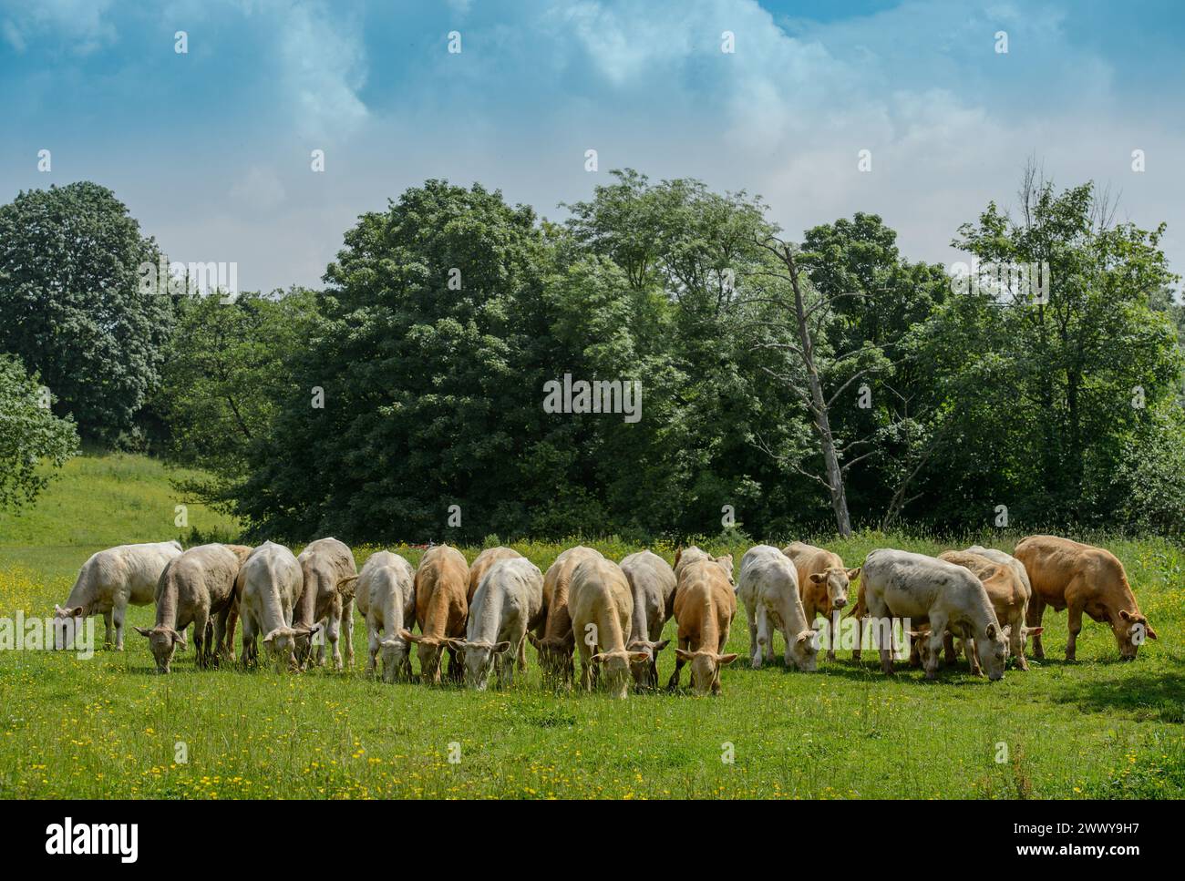 Cattle grazing near the village of Compton Dando, Somerset UK Stock ...