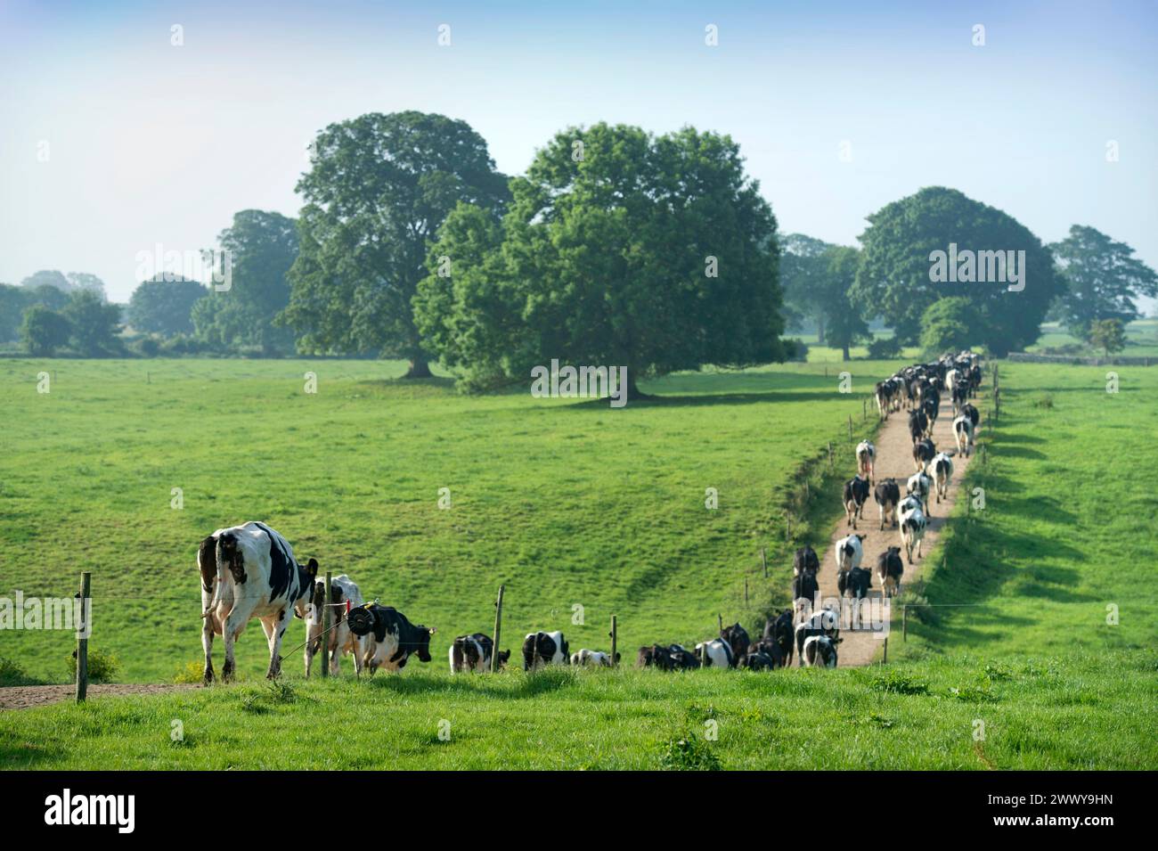 Intensive dairy farming hi-res stock photography and images - Alamy