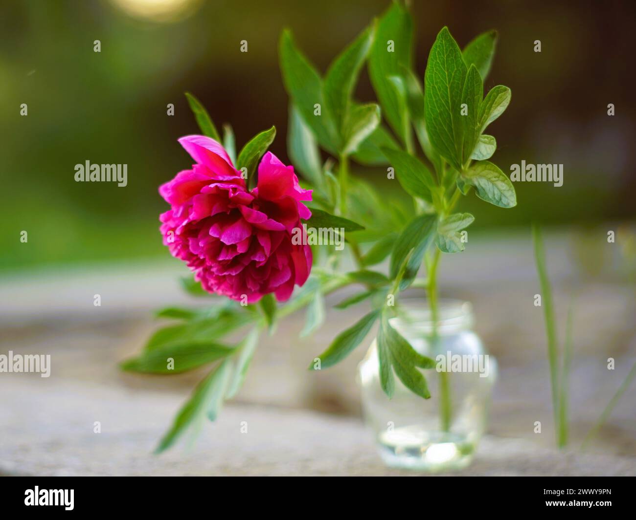 Pink peony flower side view hi-res stock photography and images - Alamy