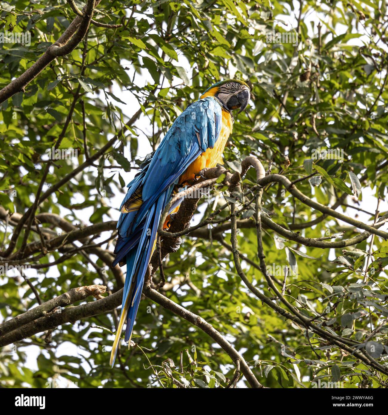 The Blue-and-yellow Macaw, Ara ararauna also known as the blue-and-gold macaw, is a large South ...