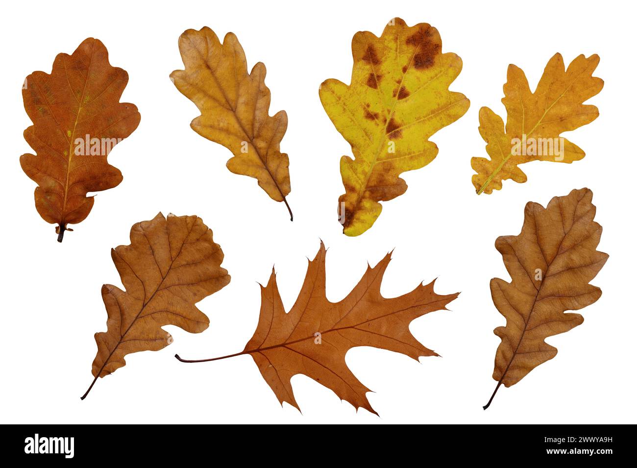Collection of autumn oak leaves isolated on white background. Set of ...