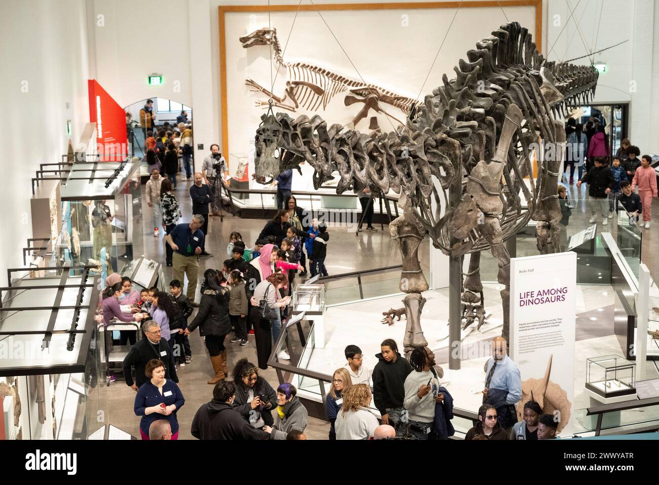 IMAGE DISTRIBUTED FOR THE YALE PEABODY MUSEUM - Visitors enjoy Burke ...