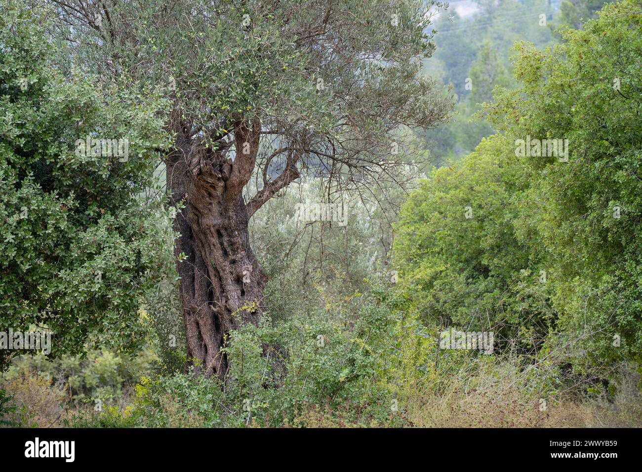 An old olive tree among oak trees and other plants, in a mediterranean ...