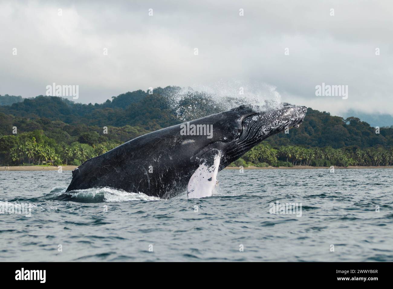 Humpback whale, Megaptera novaeangliae, jumping and splashing down ...