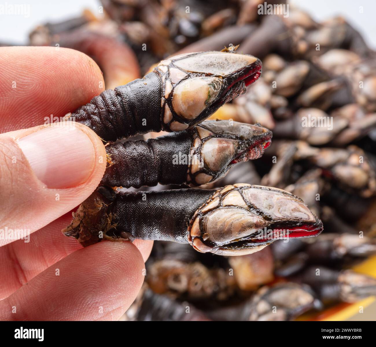 Raw goose barnacles in man's hand on white background Stock Photo - Alamy