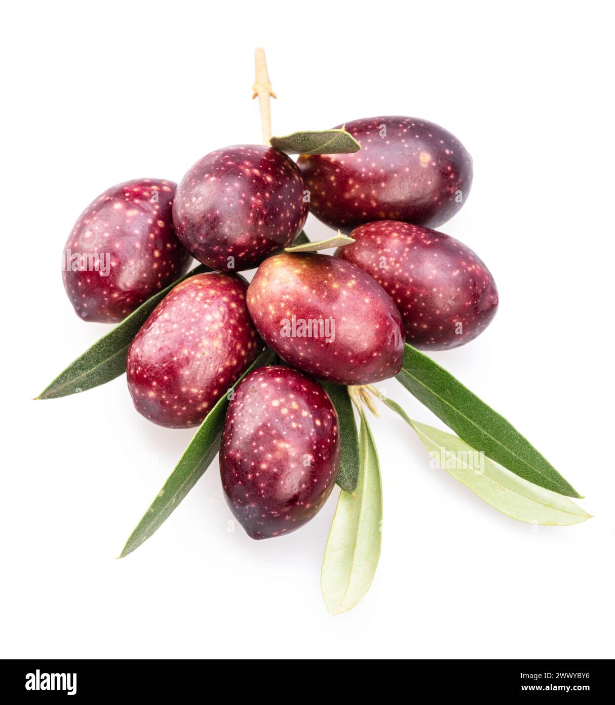 Semi-ripe olive berries on olive twig on white background Stock Photo ...