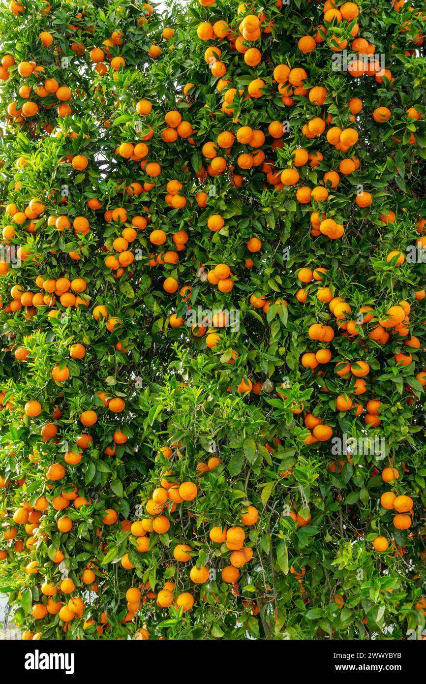 Orange tree or citrus sinensis almost covered with oranges. Great ...