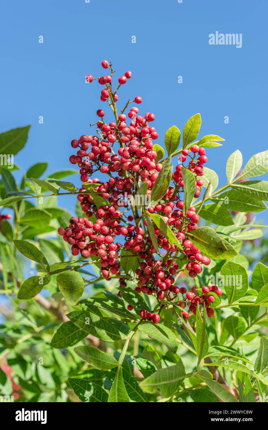 Fresh pink peppercorns on peruvian pepper tree branch. Blue sky at the ...