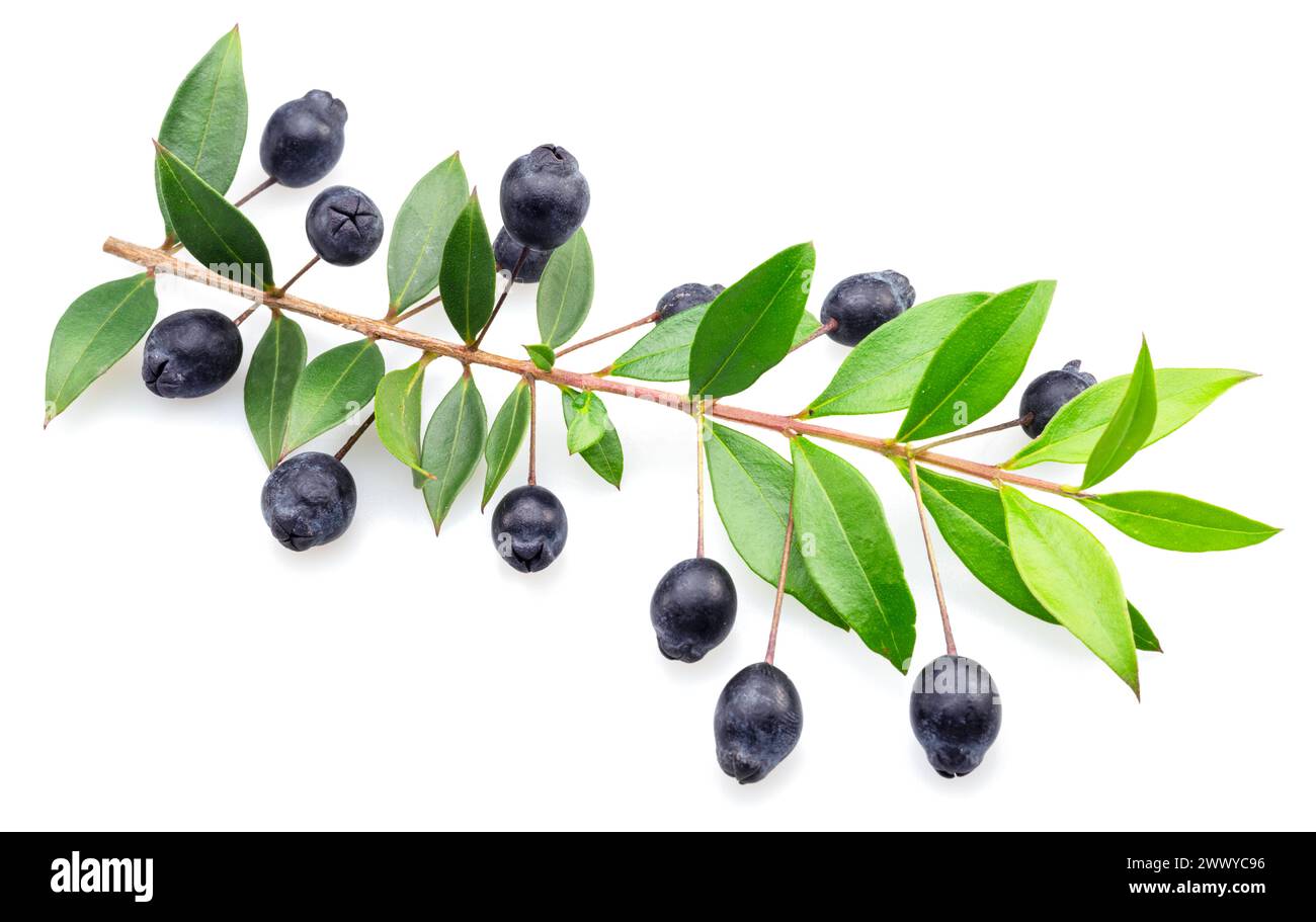 Myrtle branch with leaves and berries isolated on white background ...