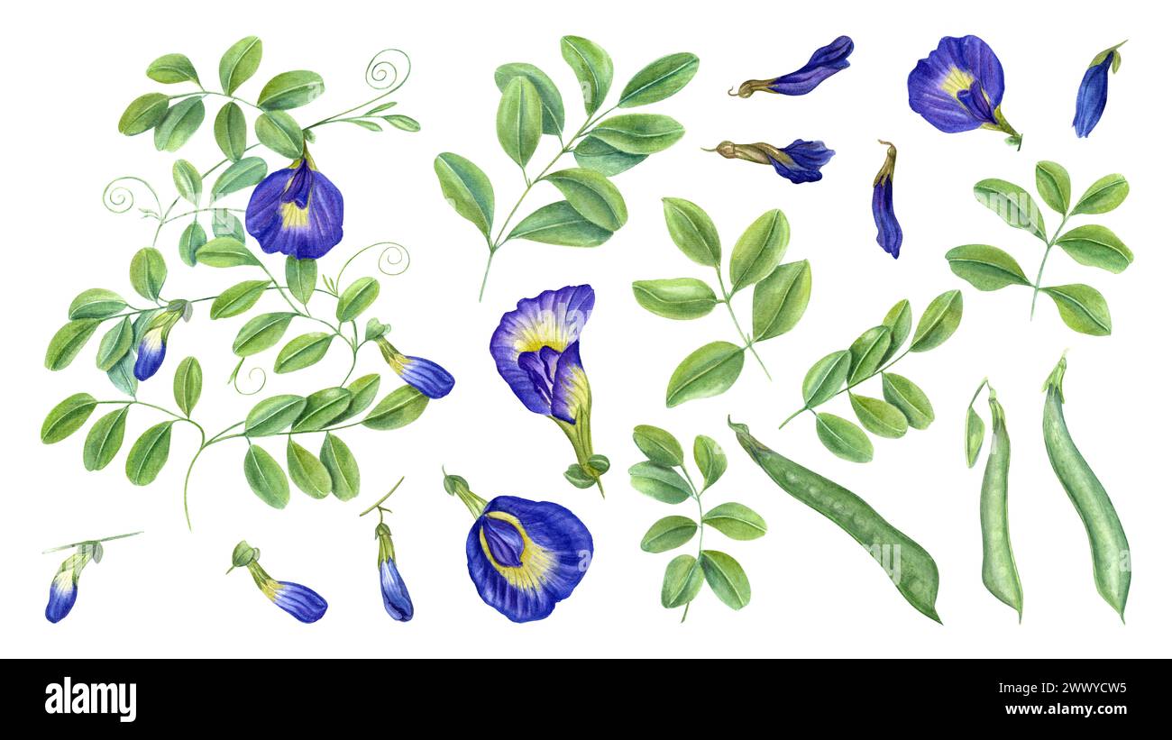 Climbing blue clitoria ternatea in full bloom. Green leaves, flowers ...