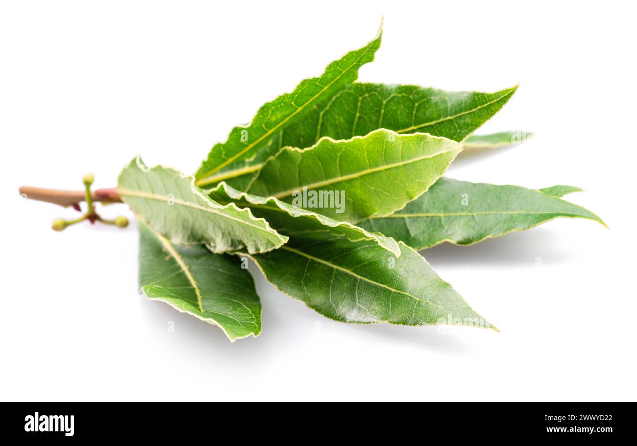 Bunch of green fresh bay leaves isolated on white background. Bay ...
