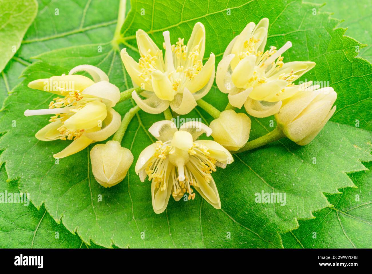 Common linden leaves hi-res stock photography and images - Alamy