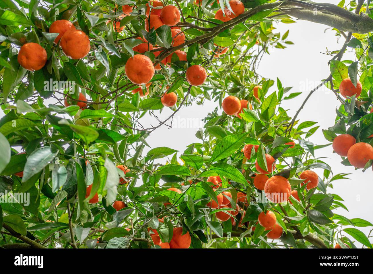 Tangerine tree or Citrus tangerina completely covered with ripe fruits ...