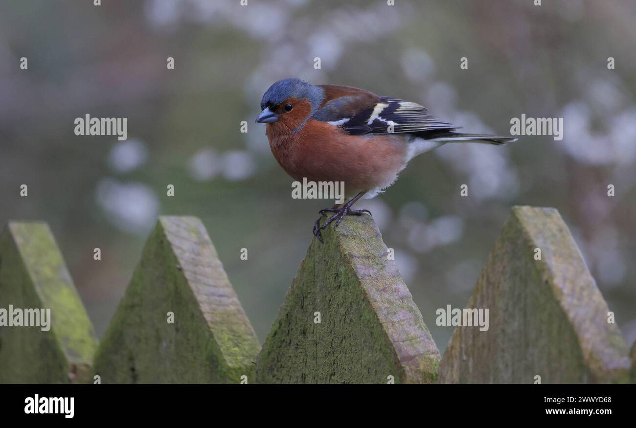 Kinnego, Lough Neagh, County Armagh, Northern Ireland, UK. 26th Mar ...
