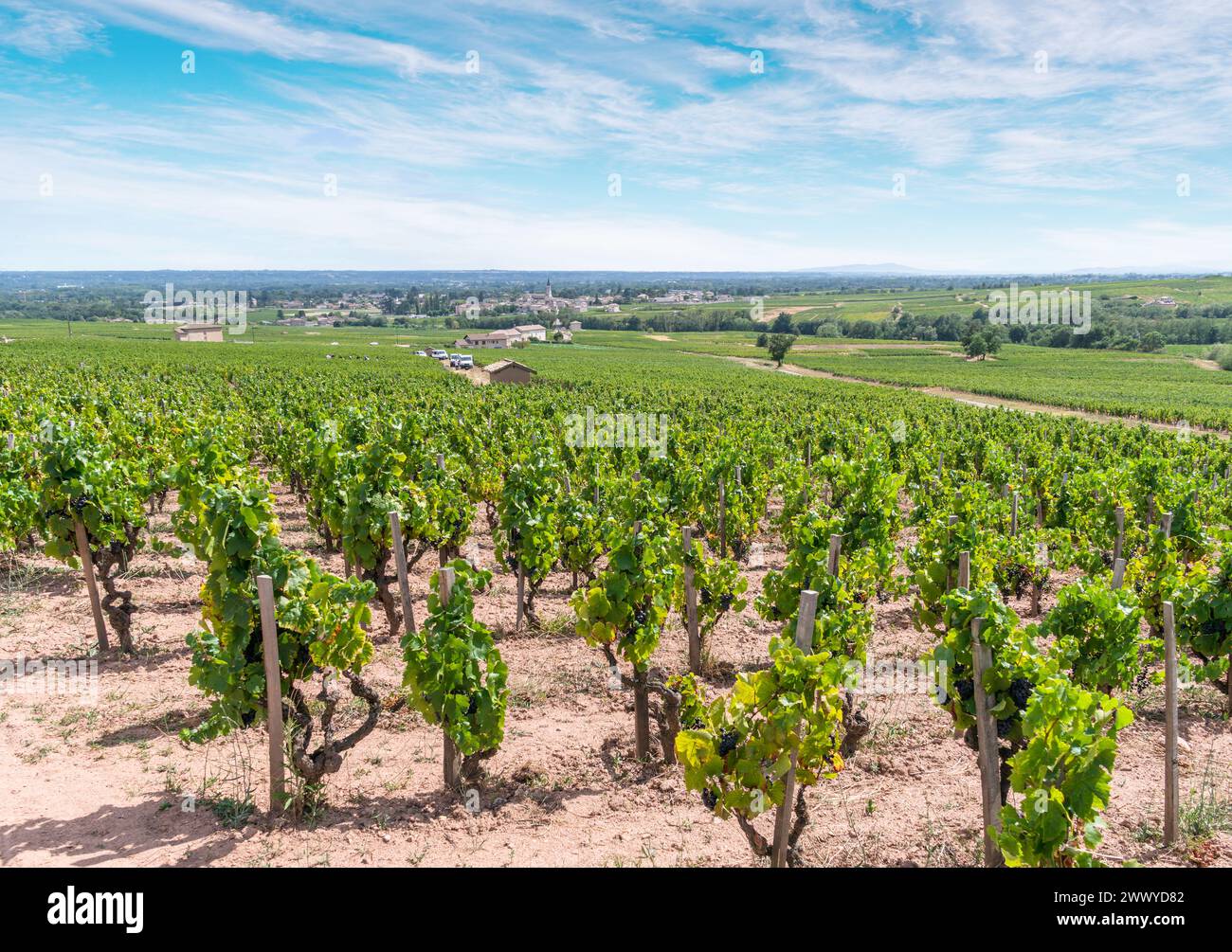 Grapes growing vineyard village background hi-res stock photography and ...