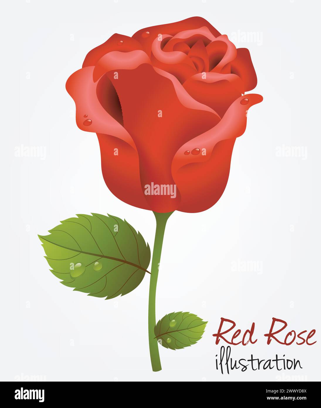 Red Rose, Vector Illustration Stock Vector Image & Art - Alamy