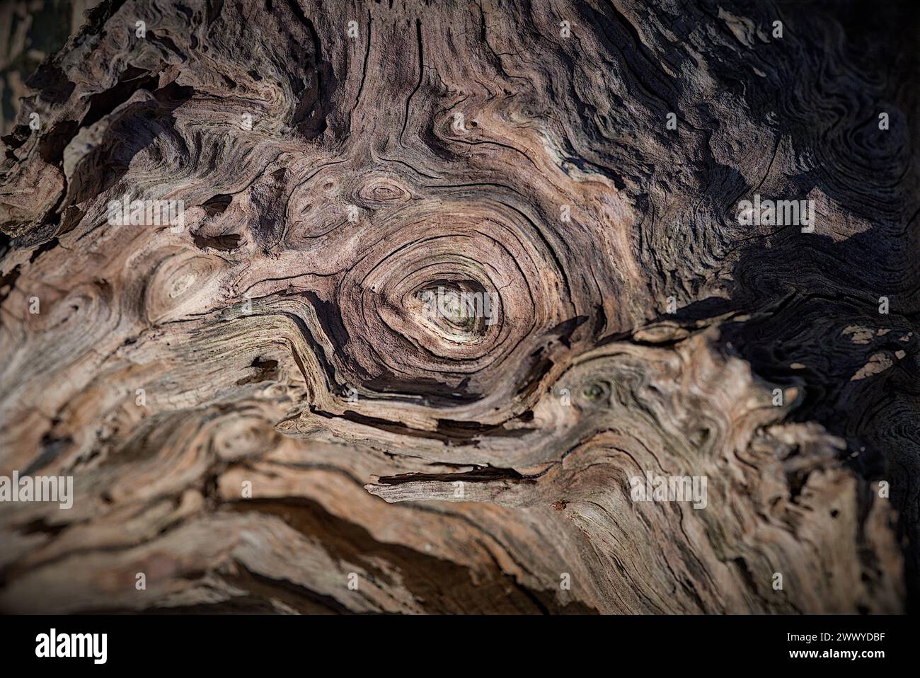 Wood texture with the appearance of being gnawed by an animal Stock ...