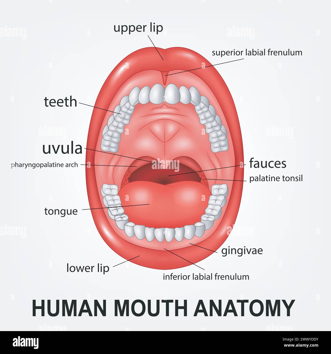Inside The Mouth Anatomy