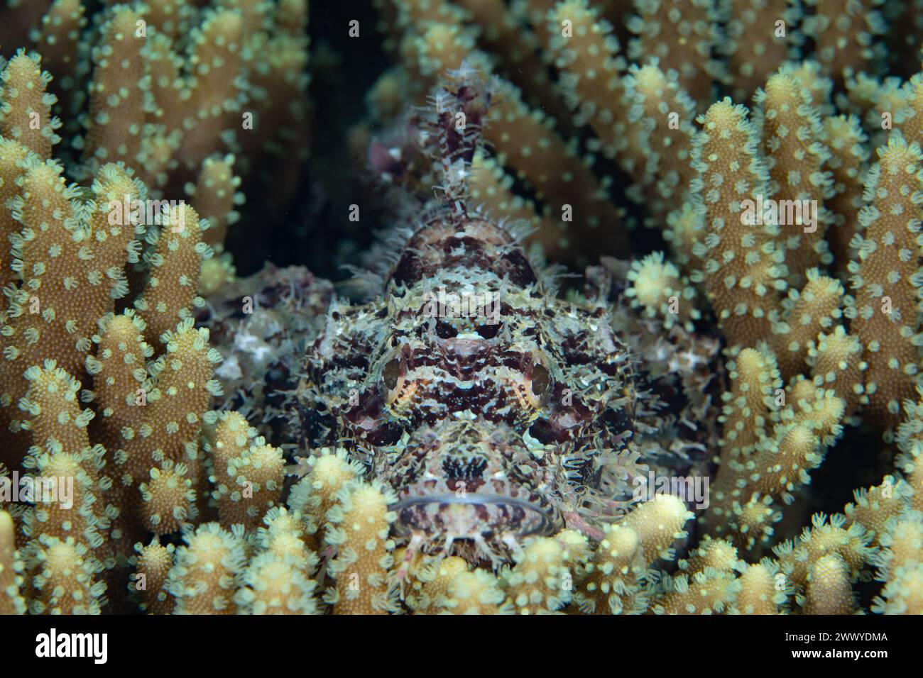 A well-camouflaged scorpionfish, Scorpaenopsis sp., waits amid soft ...