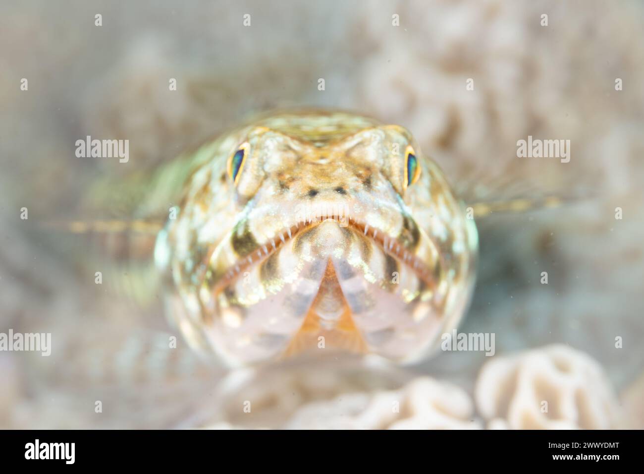 A Reef lizardfish lies in wait to ambush prey fish on a reef in Raja ...
