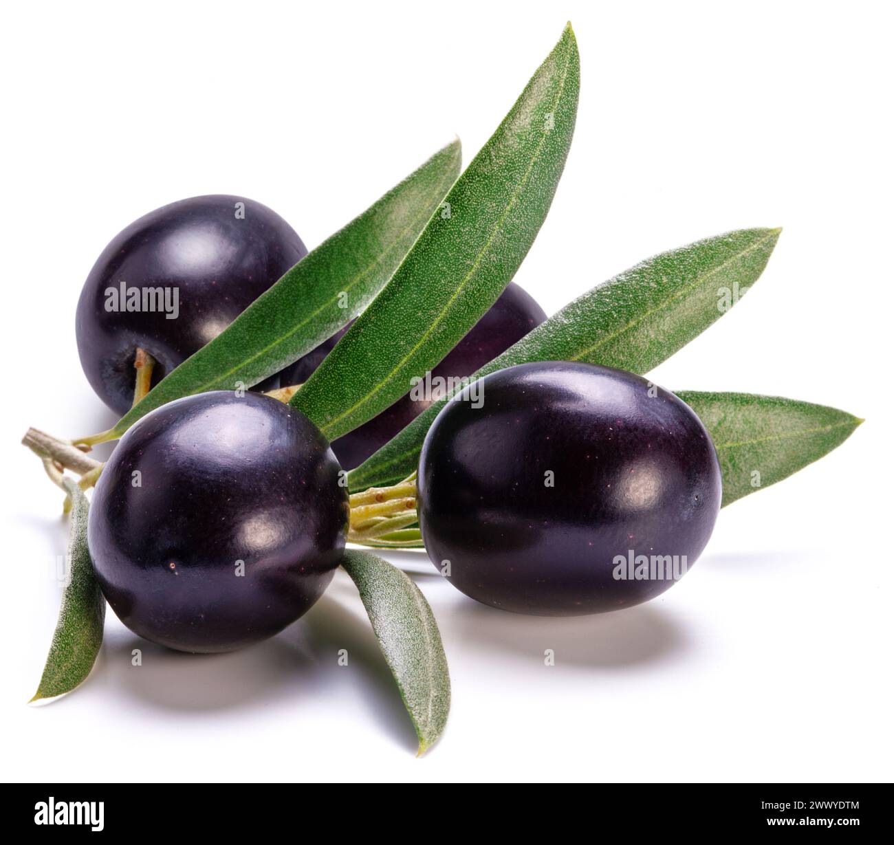Ripe black olive berries on olive twig on white background Stock Photo ...