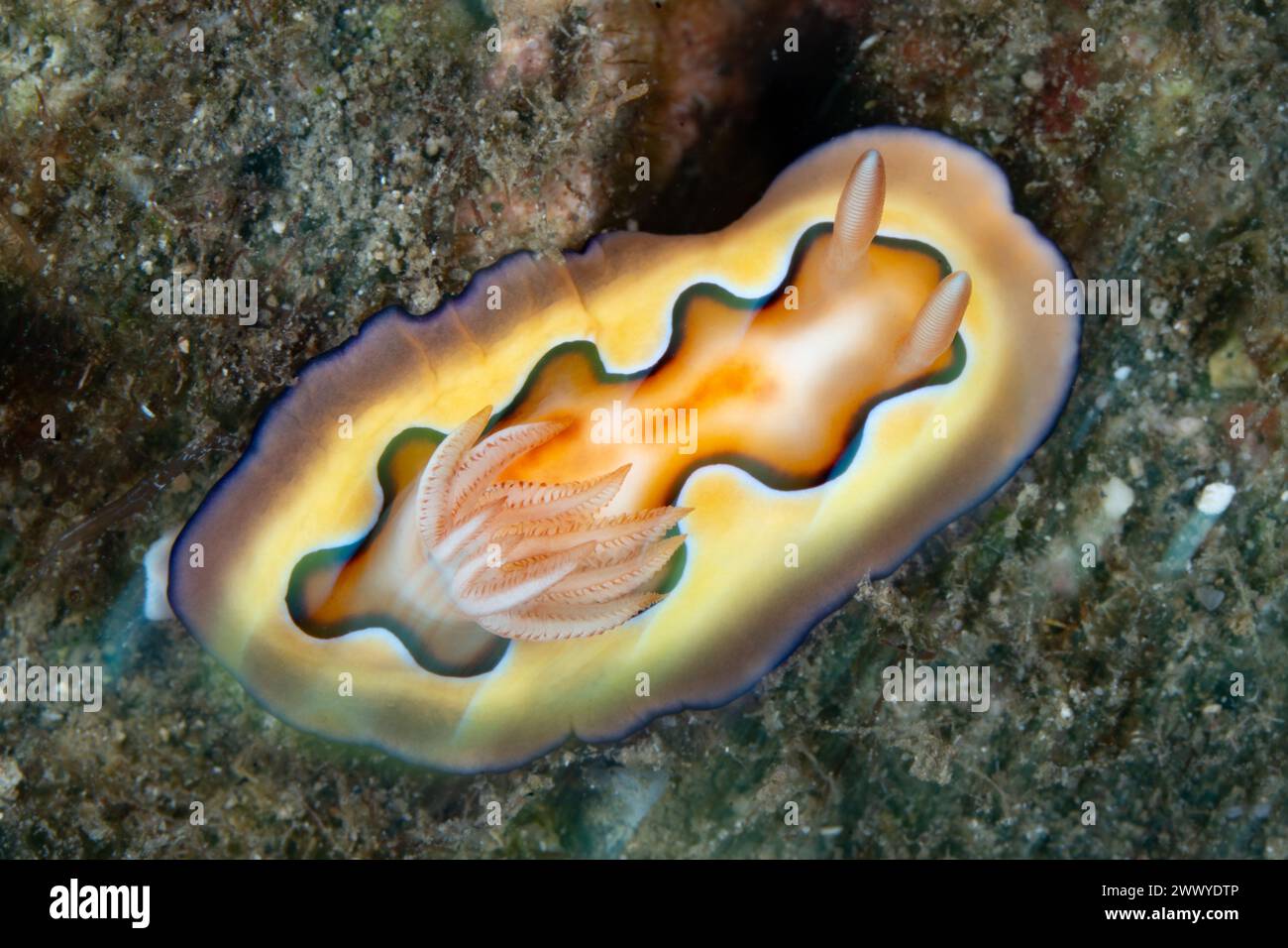 A colorful nudibranch, Chromodoris coi, searches for food on a coral ...