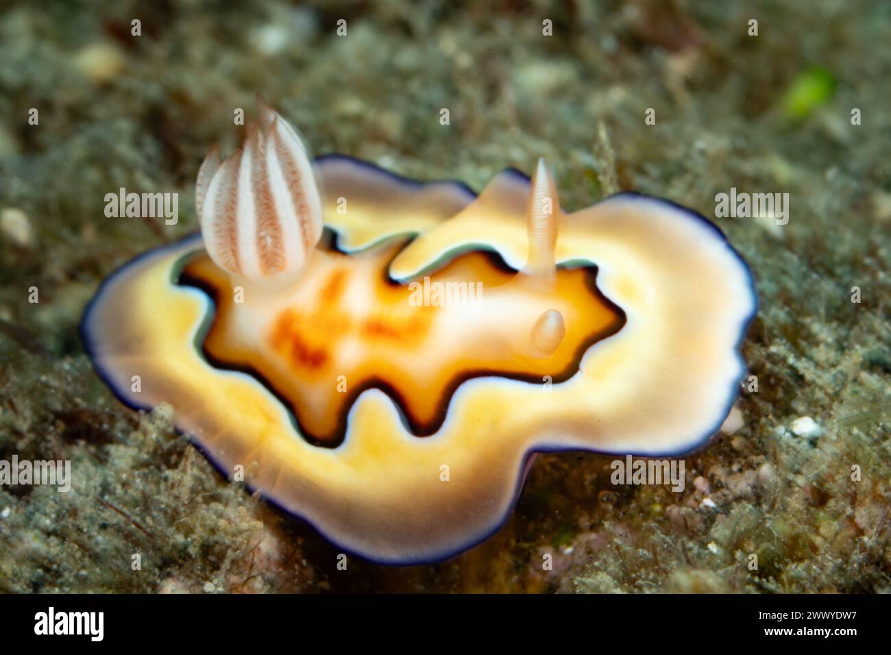 A colorful nudibranch, Chromodoris coi, searches for food on a coral ...