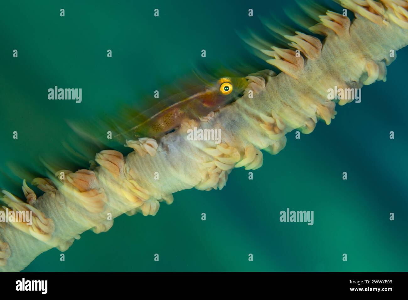 A Wire coral goby, Bryaninops yongei, is found on its symbiotic partner ...