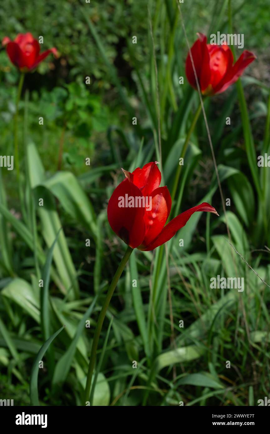 Three red tulips (Tulipa agenensis) with tapered and curled petals ...