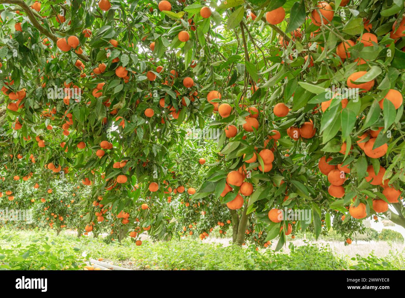 Tangerine tree or Citrus tangerina completely covered with ripe fruits ...