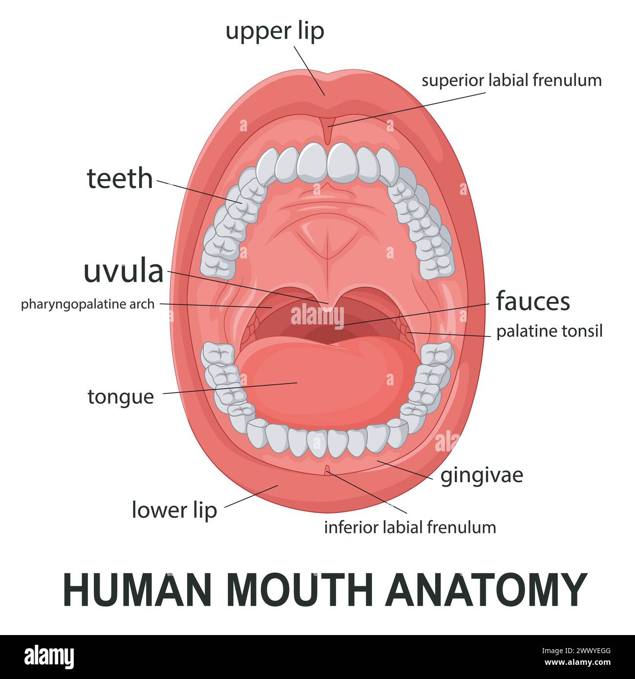 Human Mouth Anatomy, Open Mouth with Explaining, Vector Illustration ...